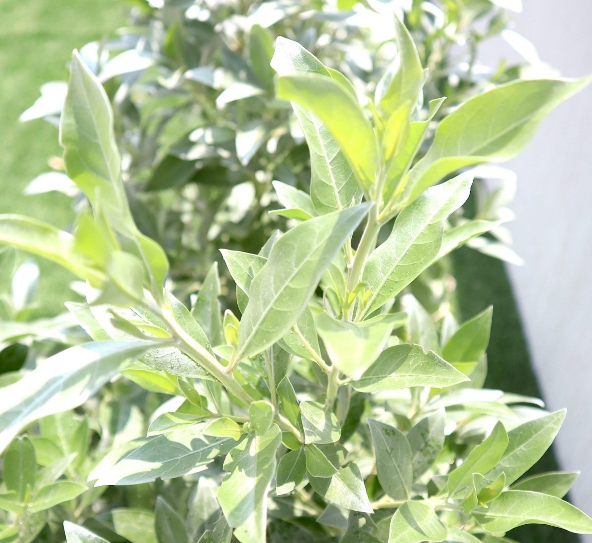 Buttonwood Plant / 3 Conocarpus erectus Sericeus — Greensouq