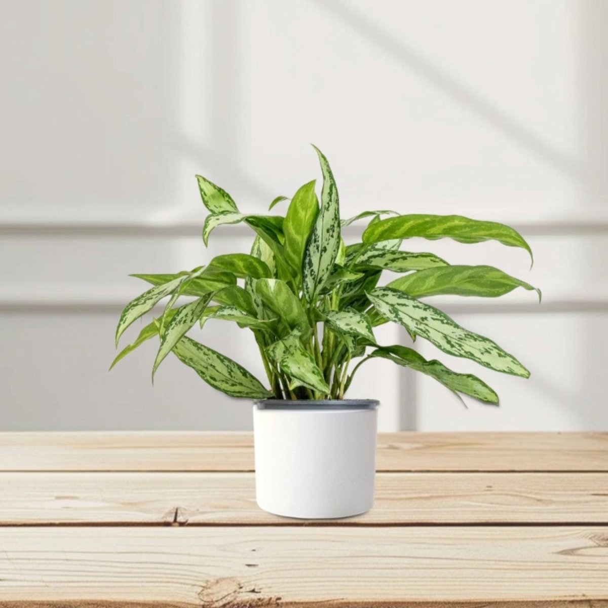 Aglaonema "Silver Queen" Chinese Evergreen Plant — Greensouq