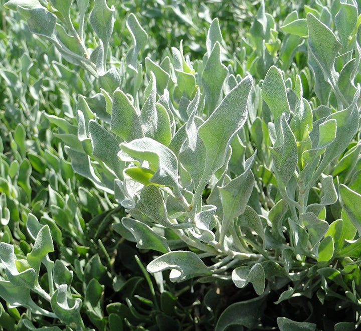 Atriplex Semibaccata or Salt Bush — Greensouq