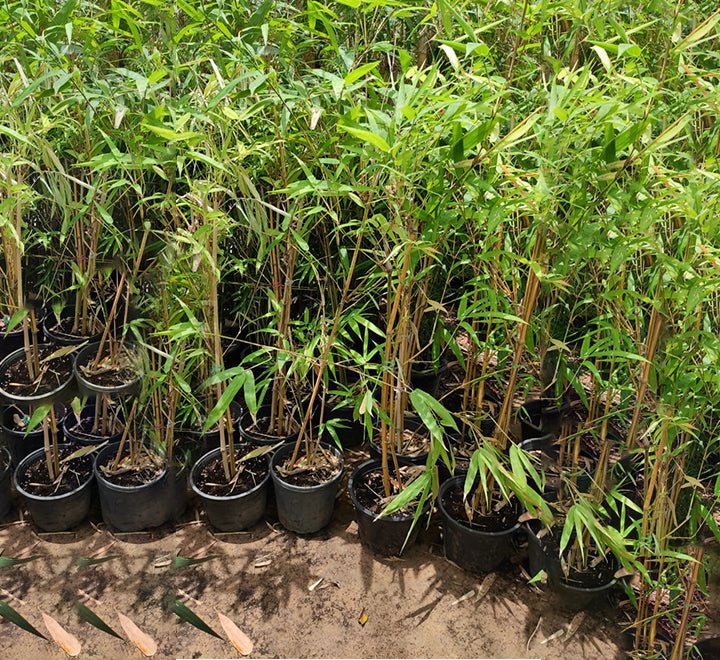 Bambusa Vulgaris - Common Bamboo | Dubai Gardens Pick! — Greensouq