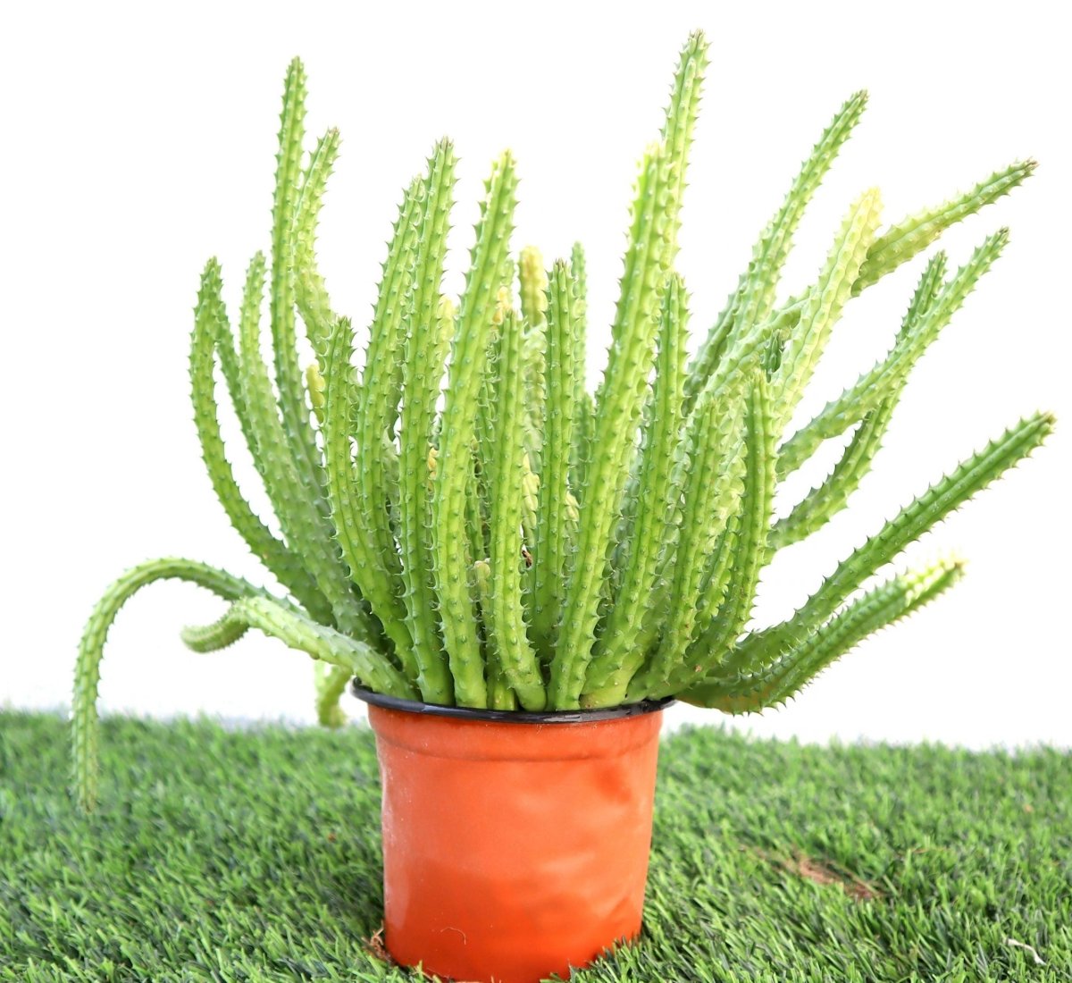 🌵 Caralluma Adscendens Cactus | Dubai Gardening Material! — Greensouq