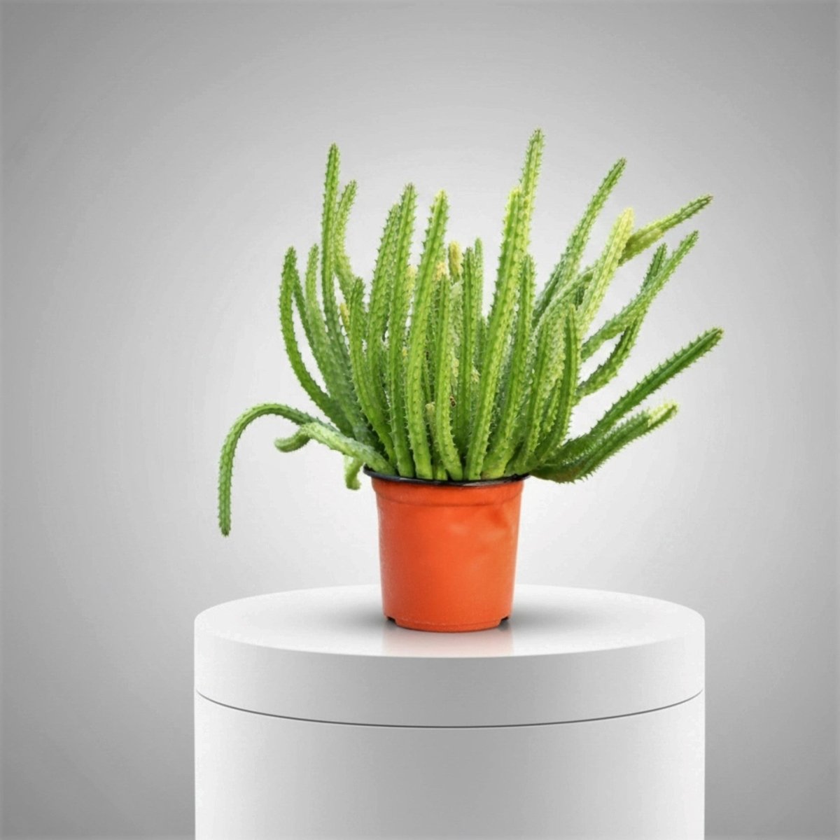 🌵 Caralluma Adscendens Cactus | Dubai Gardening Material! — Greensouq