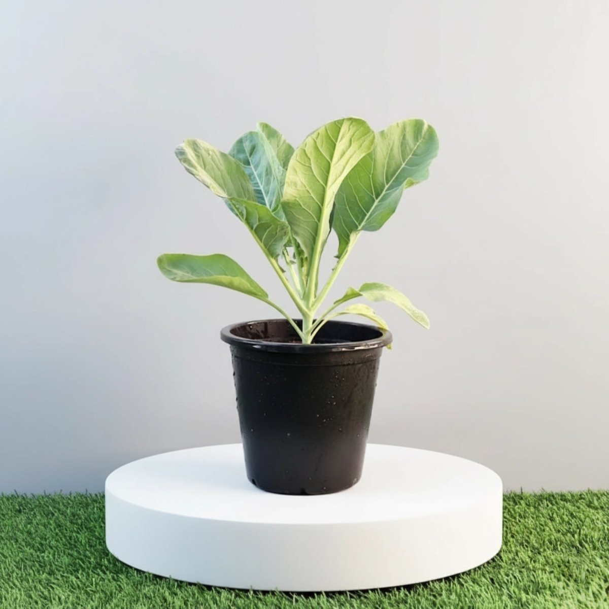 Cauliflower Organic Vegetable Plant — Greensouq