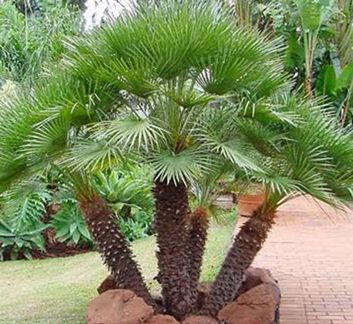 Chamaerops Humilis "European Fan Palm" 1.5 - 2.0m Multi Trunk Specimen ...