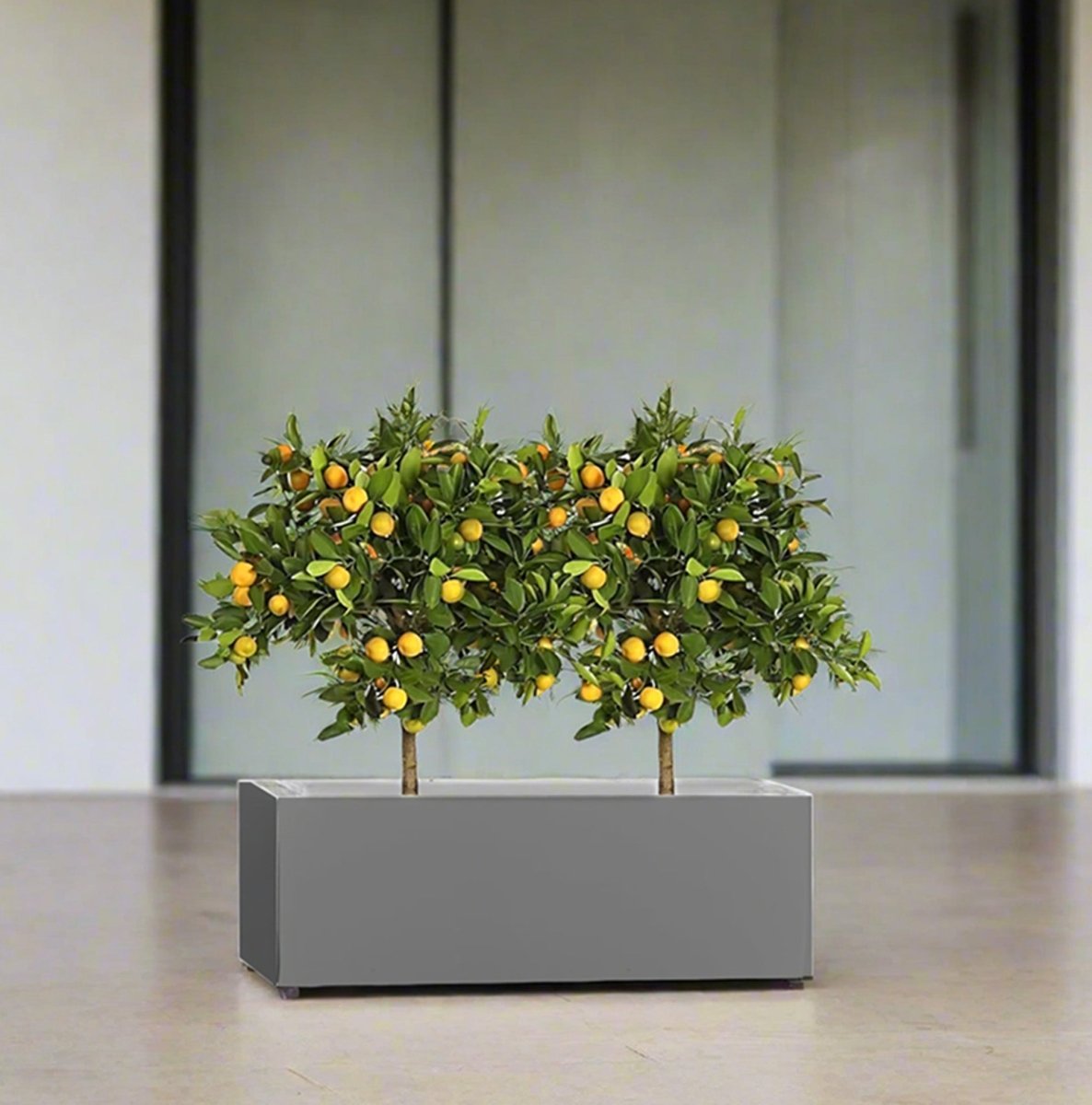 Chinese Orange Tree /Citrus Mitis Duo Planter (100x30x30cm) — Greensouq