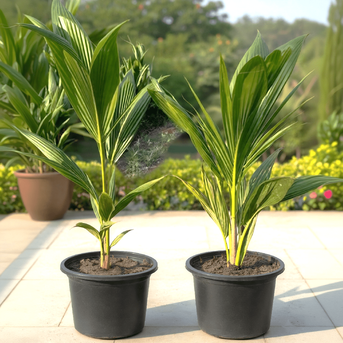Palm Trees | Dubai Tropical Collection! — Greensouq