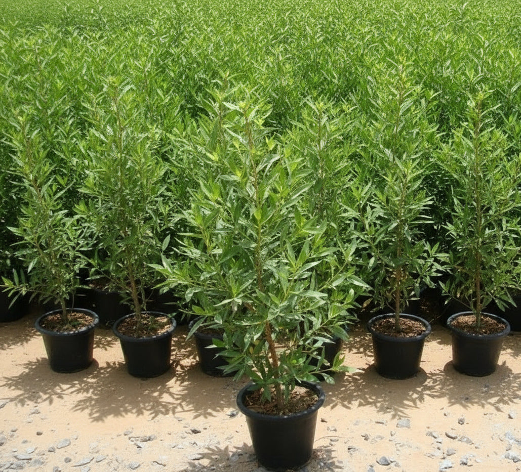Conocarpus Erectus 'Saudi' or Damas tree دمس — Greensouq
