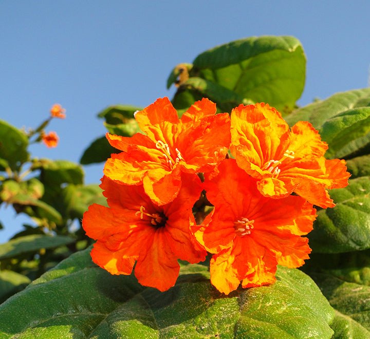 Cordia Sebestena - Orange Geiger Tree | Dubai Gardens Glory! — Greensouq