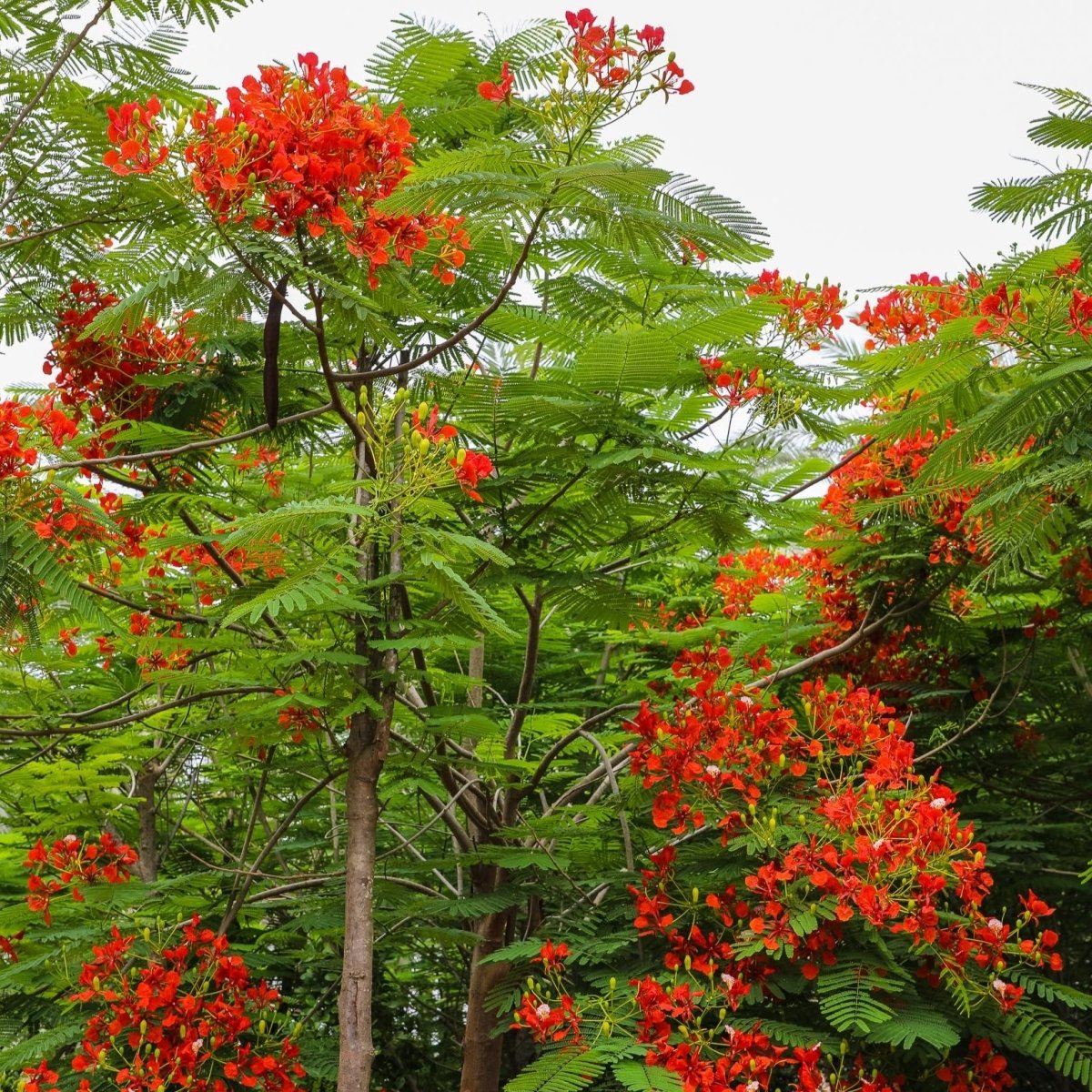 Delonix Regia - Flame Tree | UAE’s Timeless Green Jewels! — Greensouq