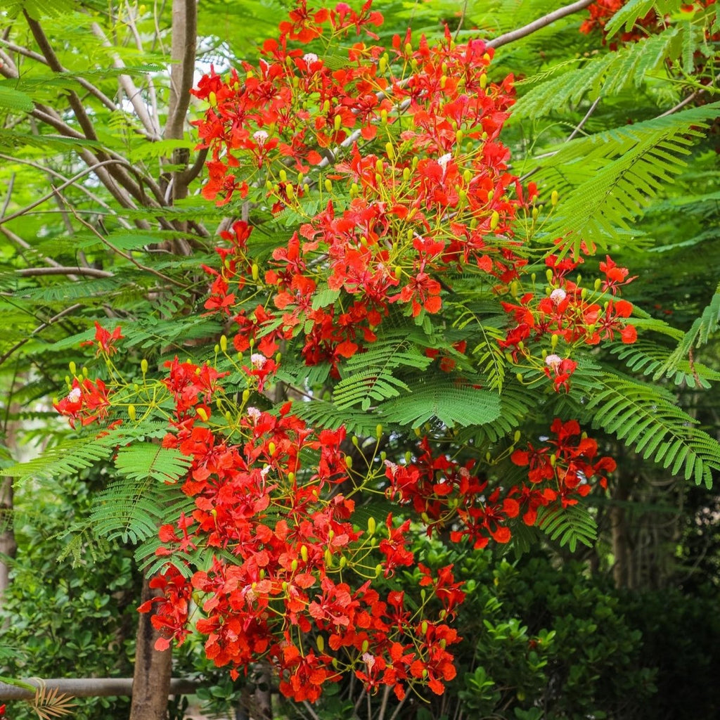 Delonix Regia, Flame Tree or Royal Poinciana — Greensouq