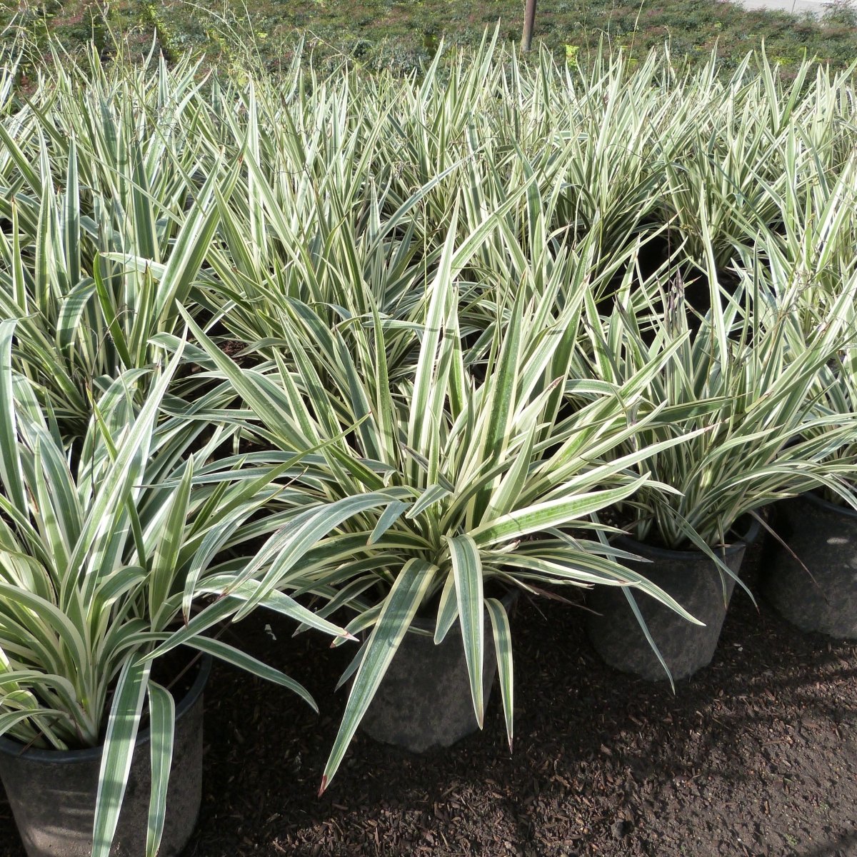 Dianella Tasmanica "Variegata" or Tasman Flax-lily — Greensouq