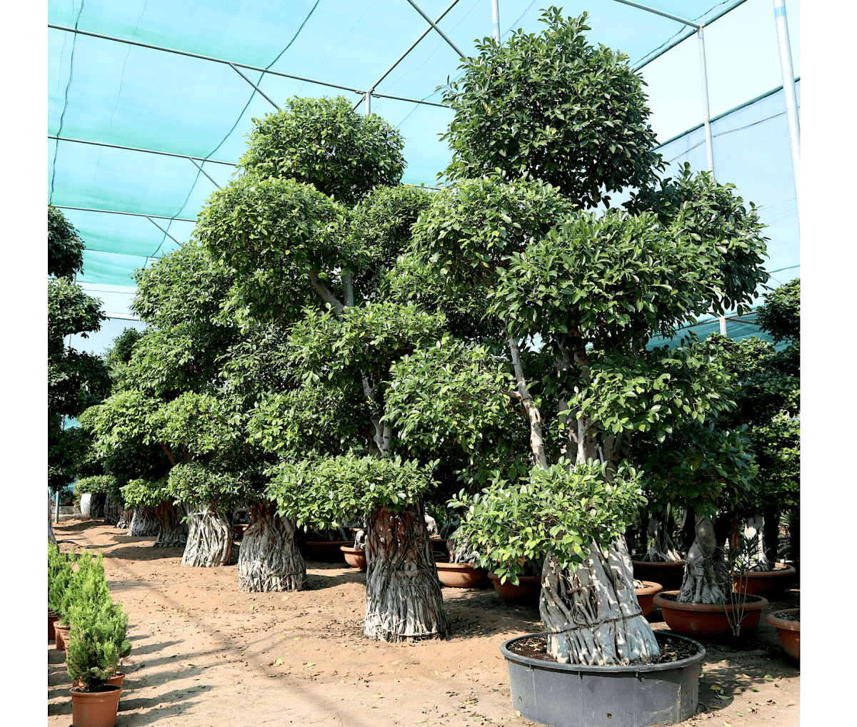 Ficus Nitida | Root Shape Big Bonsai — Greensouq