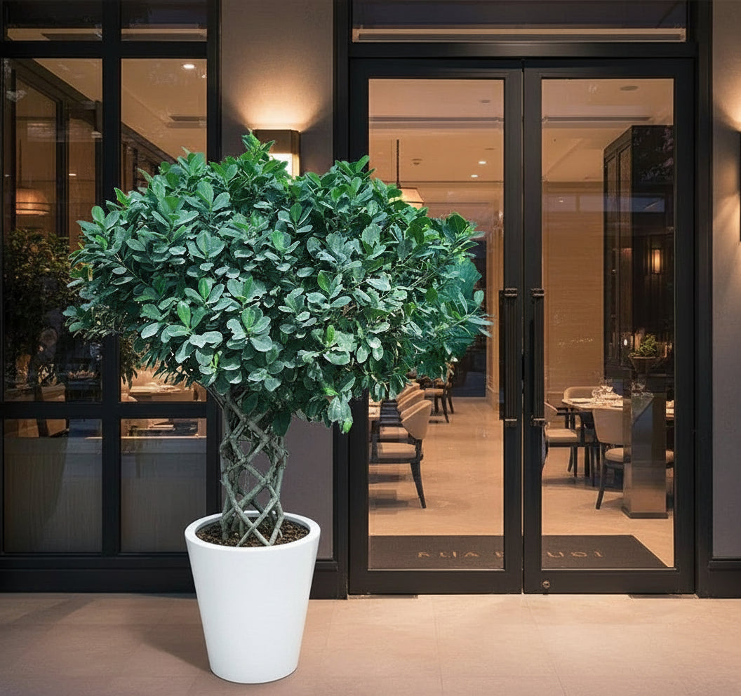 Ficus Panda "Cage Shape" 1.4-1.6m — Greensouq