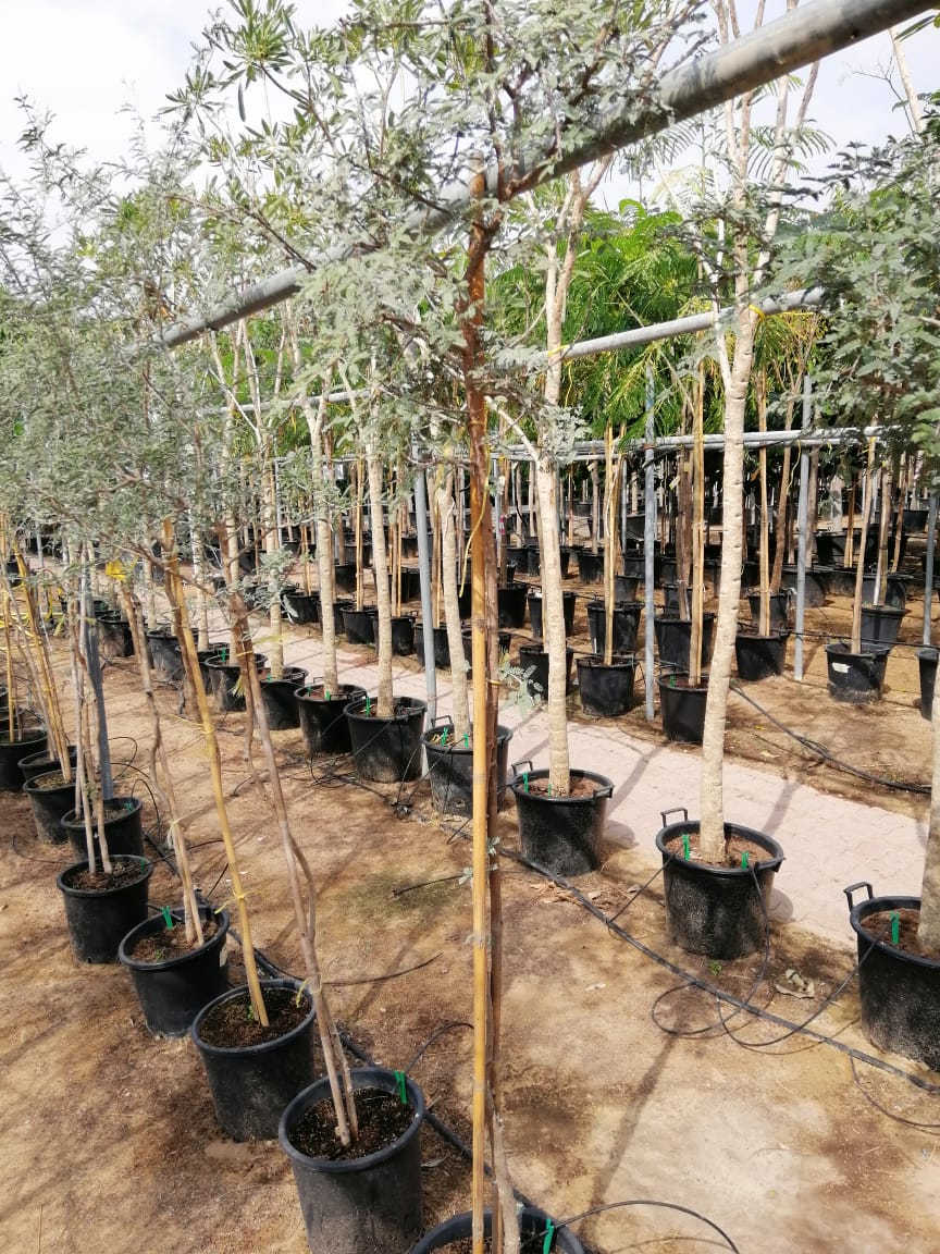 Ghaf Tree - Prosopis Cineraria | The National Tree of UAE! — Greensouq