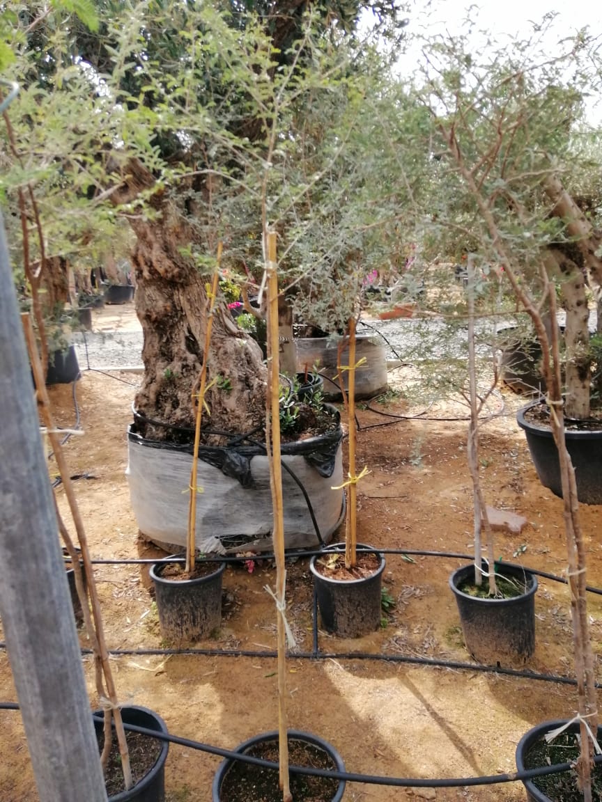 Ghaf Tree - Prosopis Cineraria | The National Tree of UAE! — Greensouq