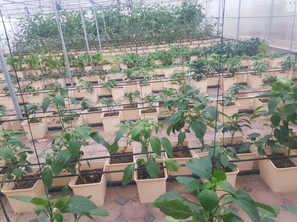 GreenHouse Construction for Organic or Hydroponic Crops — Greensouq