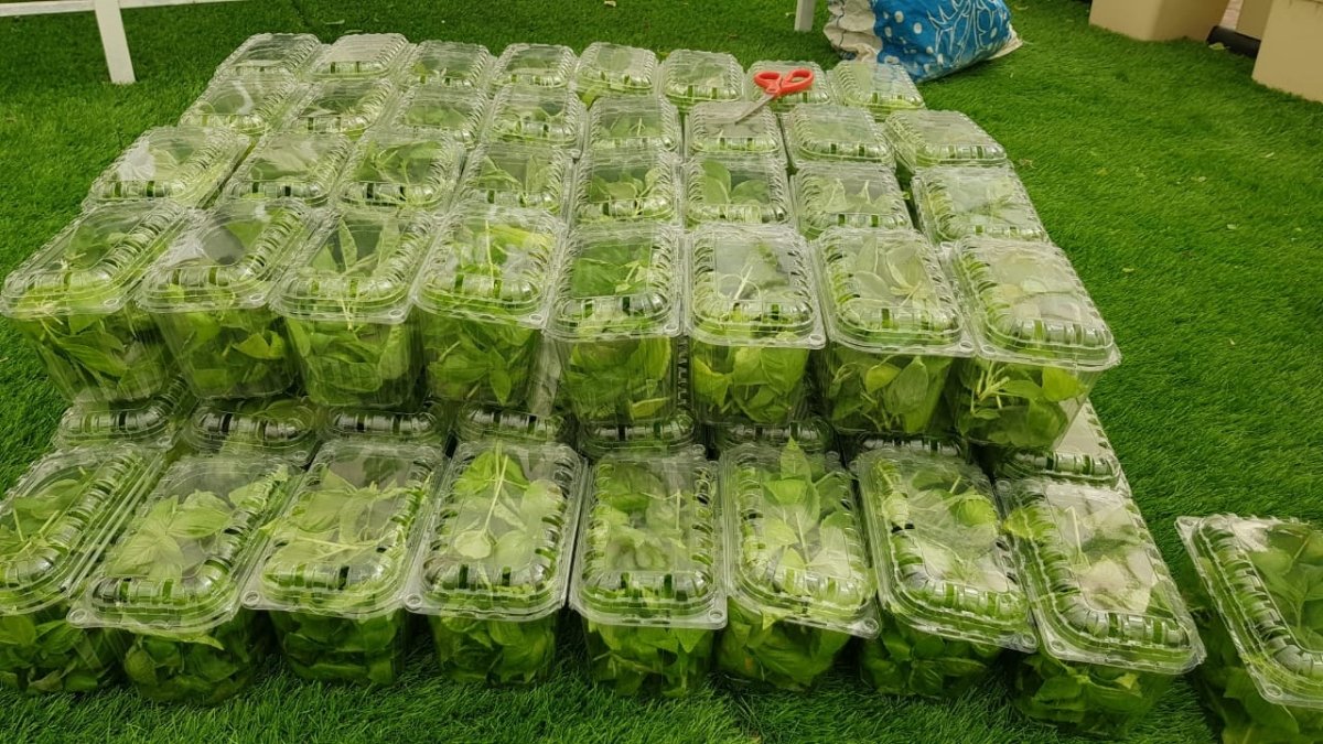 GreenHouse Construction for Organic or Hydroponic Crops — Greensouq