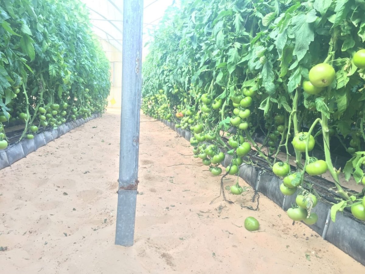 GreenHouse Construction for Organic or Hydroponic Crops — Greensouq