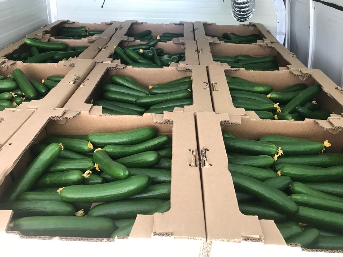 GreenHouse Construction for Organic or Hydroponic Crops — Greensouq