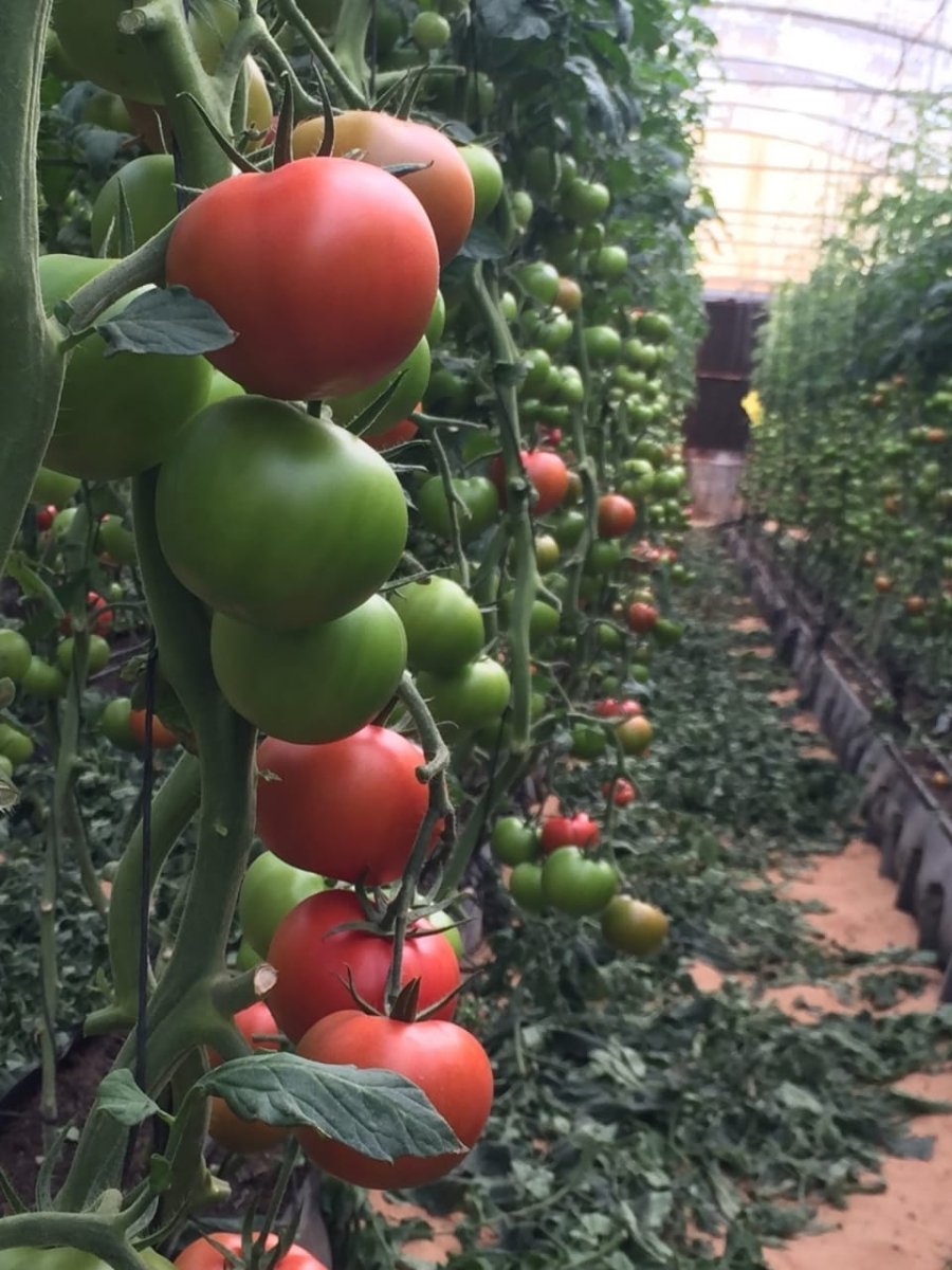 GreenHouse Construction for Organic or Hydroponic Crops — Greensouq