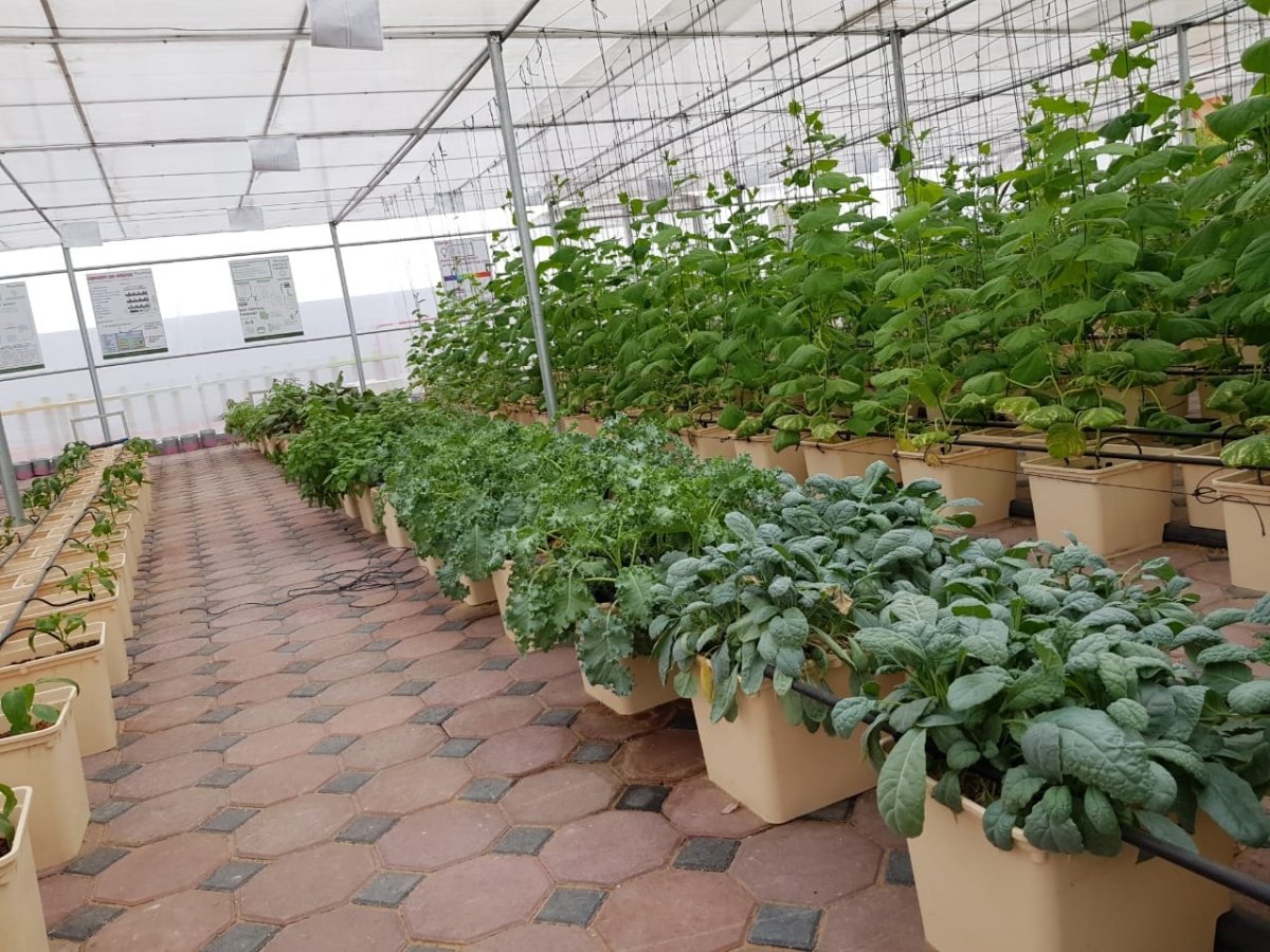 GreenHouse Construction for Organic or Hydroponic Crops — Greensouq