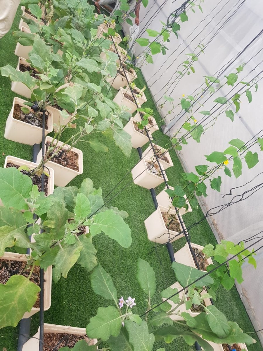 GreenHouse Construction for Organic or Hydroponic Crops — Greensouq