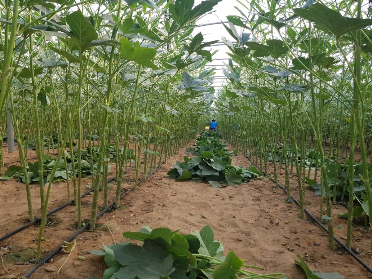 GreenHouse Construction for Organic or Hydroponic Crops — Greensouq