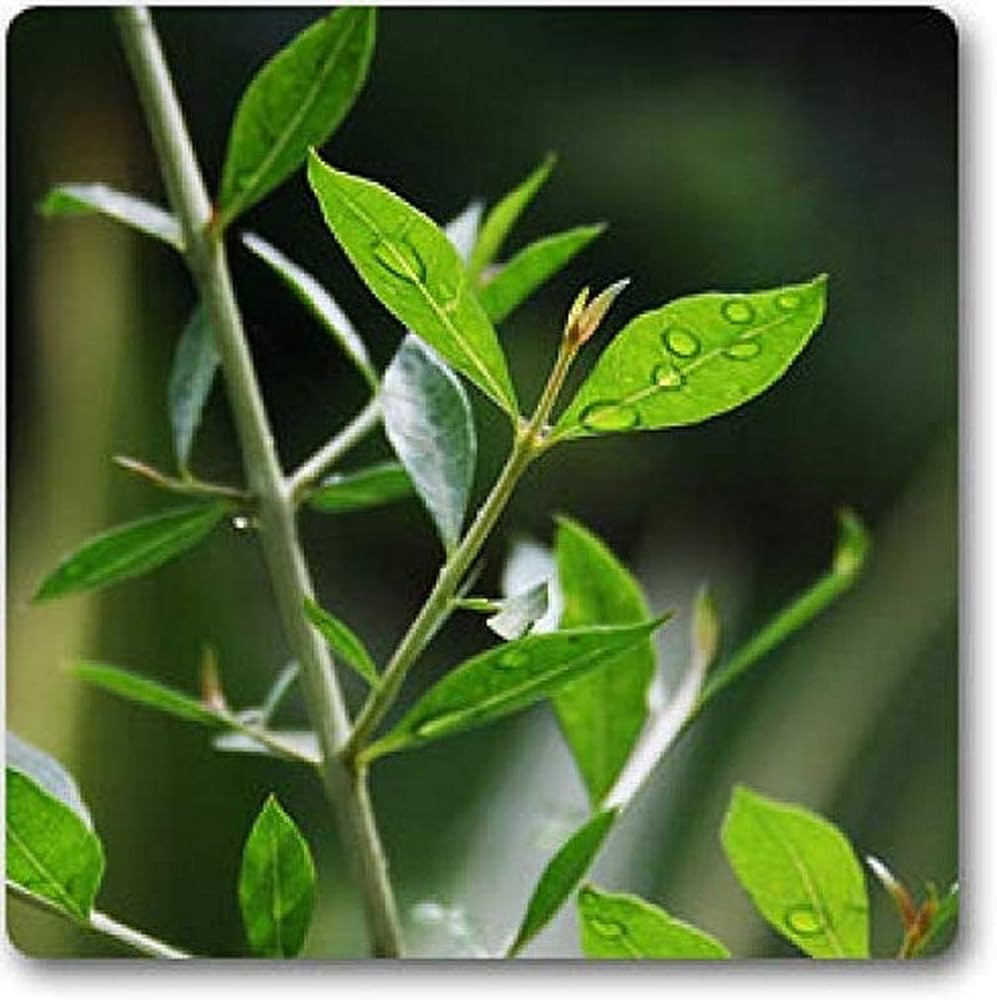 Henna Plant - Natural Mehendi Dye! — Greensouq