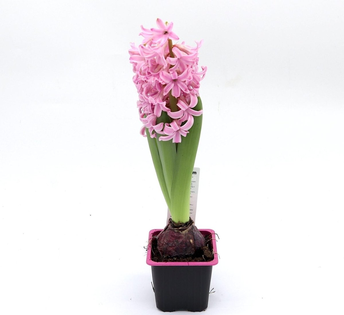 Hyacinth Bulb (1pp) | UAE's Spring-Flowering Bulbs! — Greensouq
