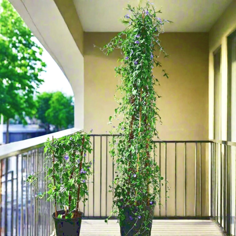 Sky Blue Cluster Vine | Dubai's Lush Greens! — Greensouq