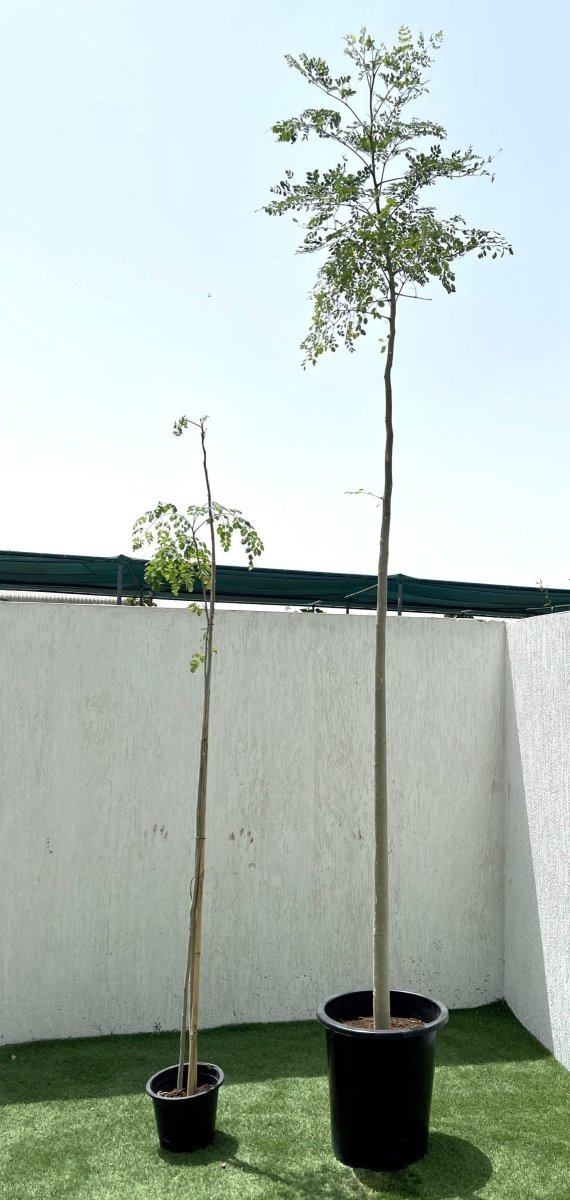 Moringa Oleifera "Drum-Stick Tree" 6 liter Pot — Greensouq
