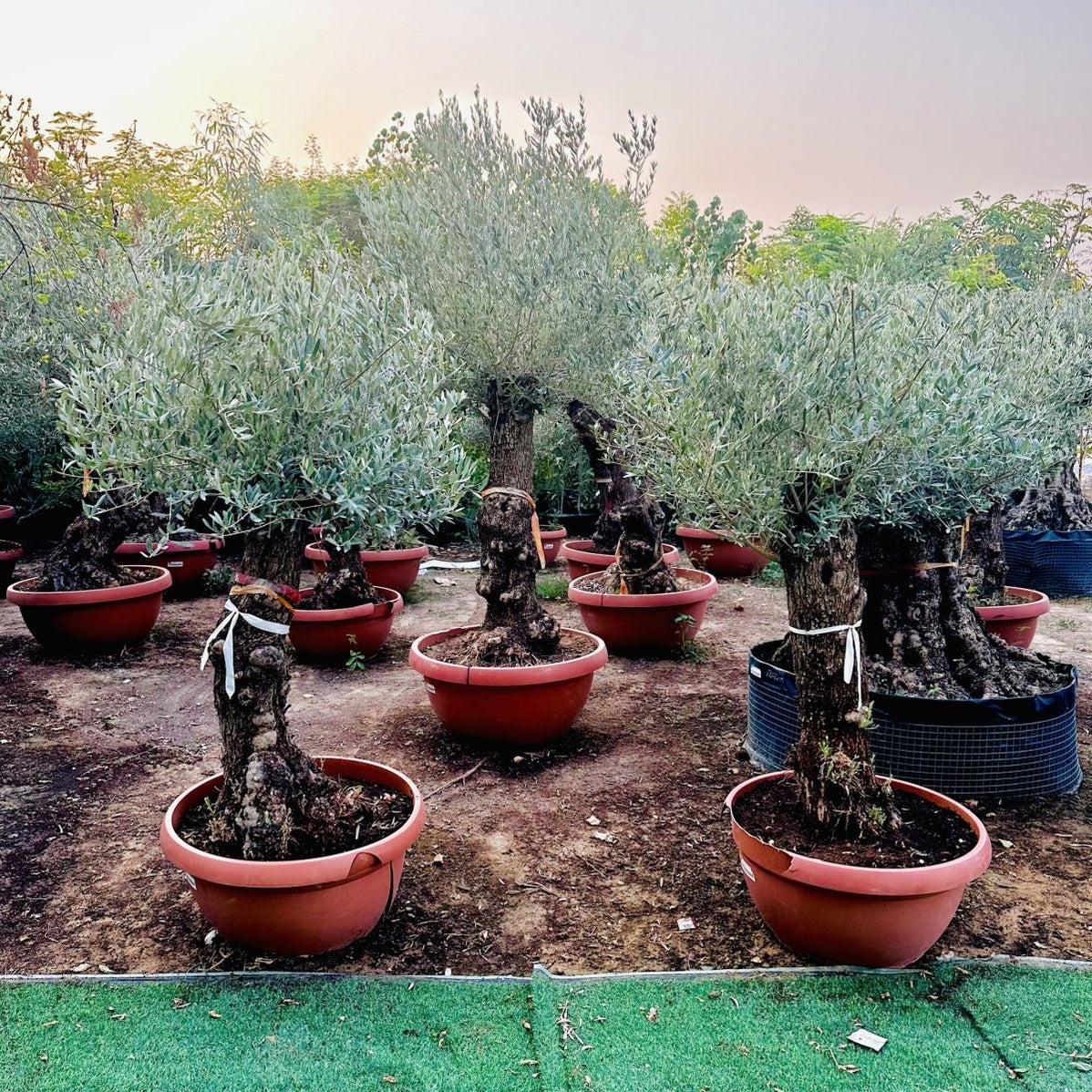 Best Selling Olive Trees | UAE's Bestsellers! — Greensouq