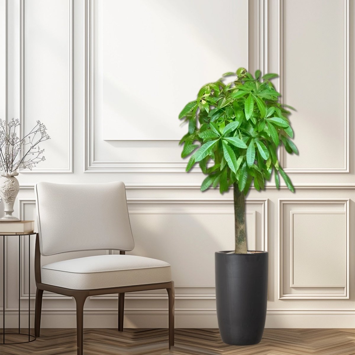 Patchira Thick Trunk (Money Tree) in Black ceramic Pot — Greensouq