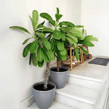 Plumeria Obtusa "Frangipani, The Temple Tree or Champa" — Greensouq