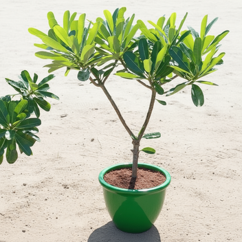 Plumeria Obtusa "Frangipani, The Temple Tree or Champa" — Greensouq