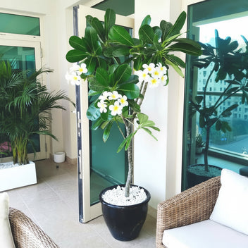 Plumeria Obtusa "Frangipani, The Temple Tree or Champa" — Greensouq