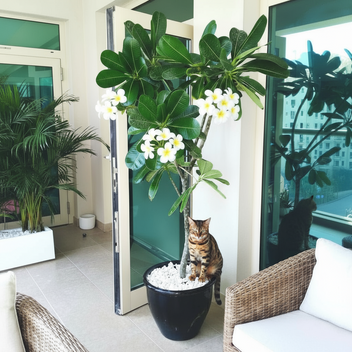 Plumeria Obtusa "Frangipani, The Temple Tree or Champa" — Greensouq