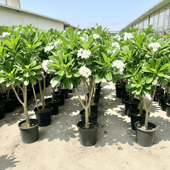 Plumeria Obtusa "Frangipani, The Temple Tree or Champa" — Greensouq