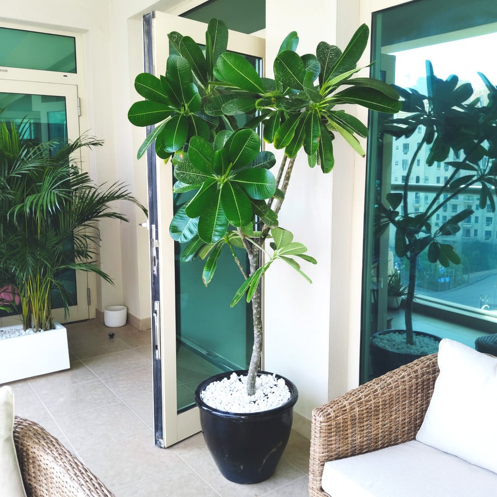 Plumeria Obtusa "Frangipani, The Temple Tree or Champa" — Greensouq