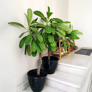 Plumeria Obtusa "Frangipani, The Temple Tree or Champa" — Greensouq