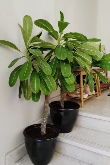 Plumeria Obtusa "Frangipani, The Temple Tree or Champa" — Greensouq