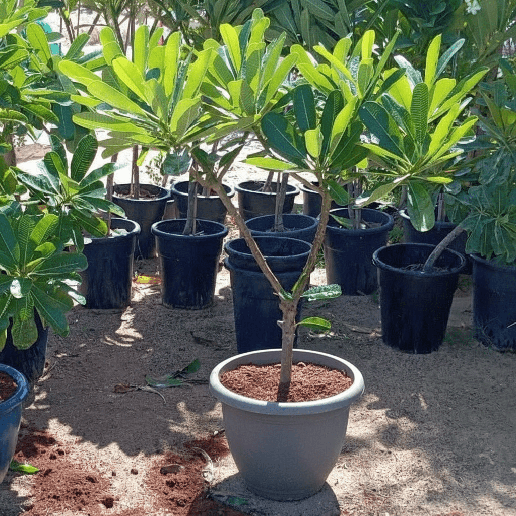 Plumeria Obtusa "Frangipani, The Temple Tree or Champa" — Greensouq