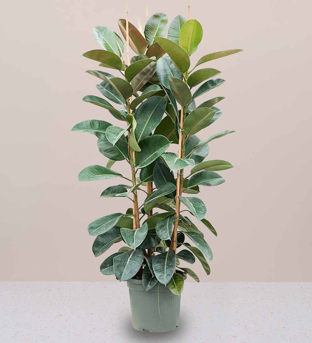 Rubber Plant / Ficus Elastica Tall 3pp 1.2 to 1.5m — Greensouq