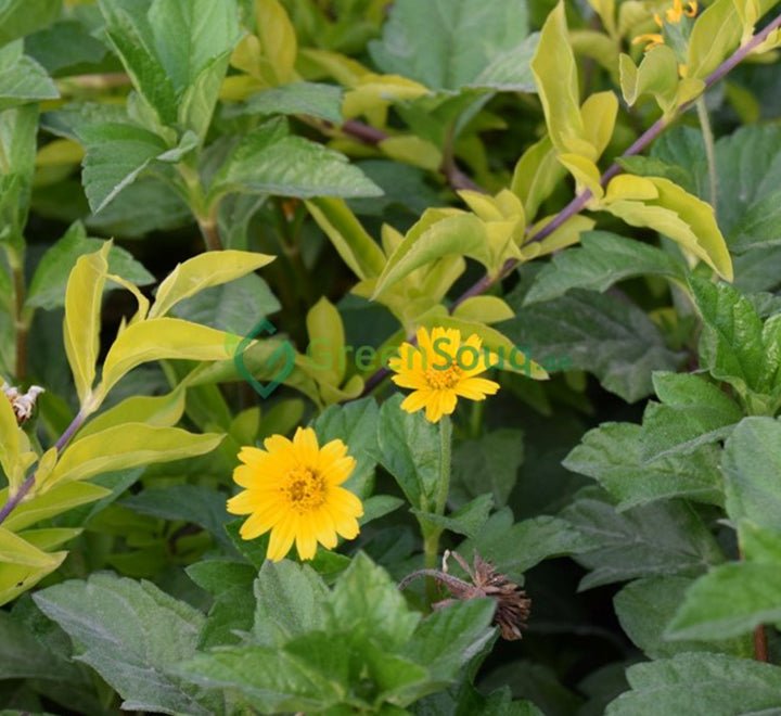 Wedelia Trilobata (Creeping Daisy or Rabbit's Paw) — Greensouq