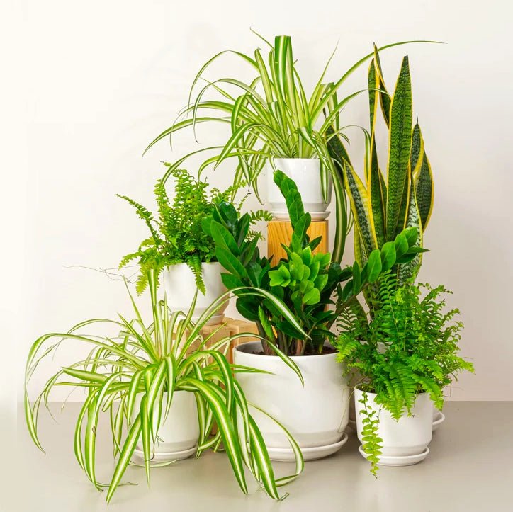Indoor Plant Bundle / Plant Set — Greensouq