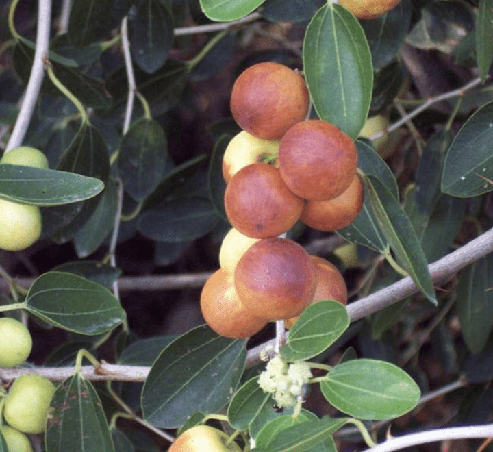 Ziziphus Spina Christi or Sidr Tree شجرة سدر — Greensouq